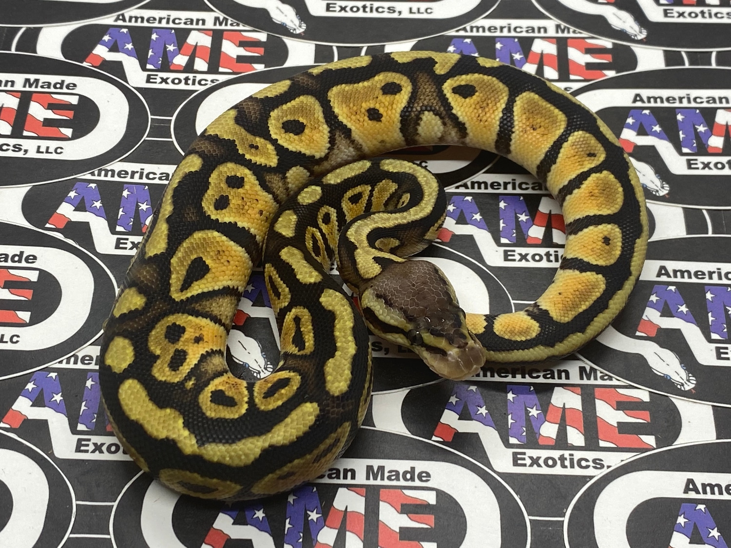 Pastel 66% Pos Het Clown 66% Pos Het Genetic Stripe Ball Python by ...