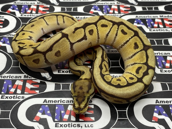 Mojave Spider 66% Pos Het Genetic Stripe 66% Pos Het Clown (Has Slight ...