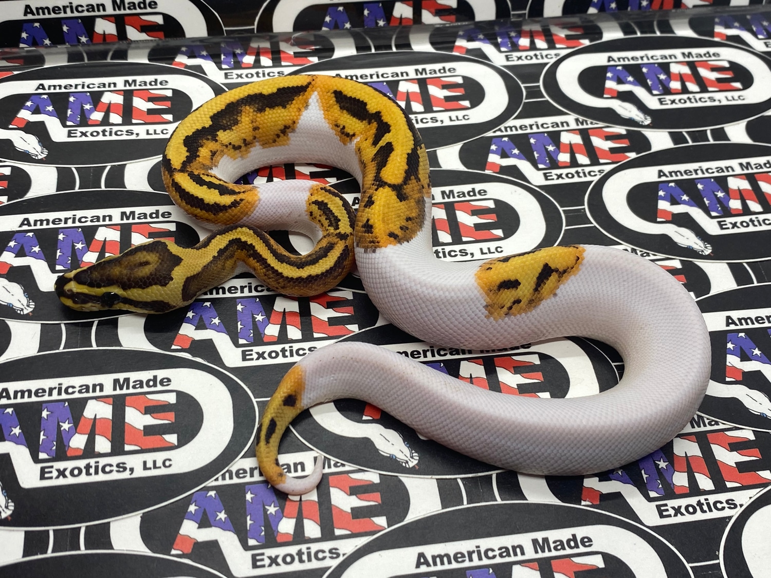 Pied Fire Possible Leopard 100% Het Lavender Albino Ball Python by ...