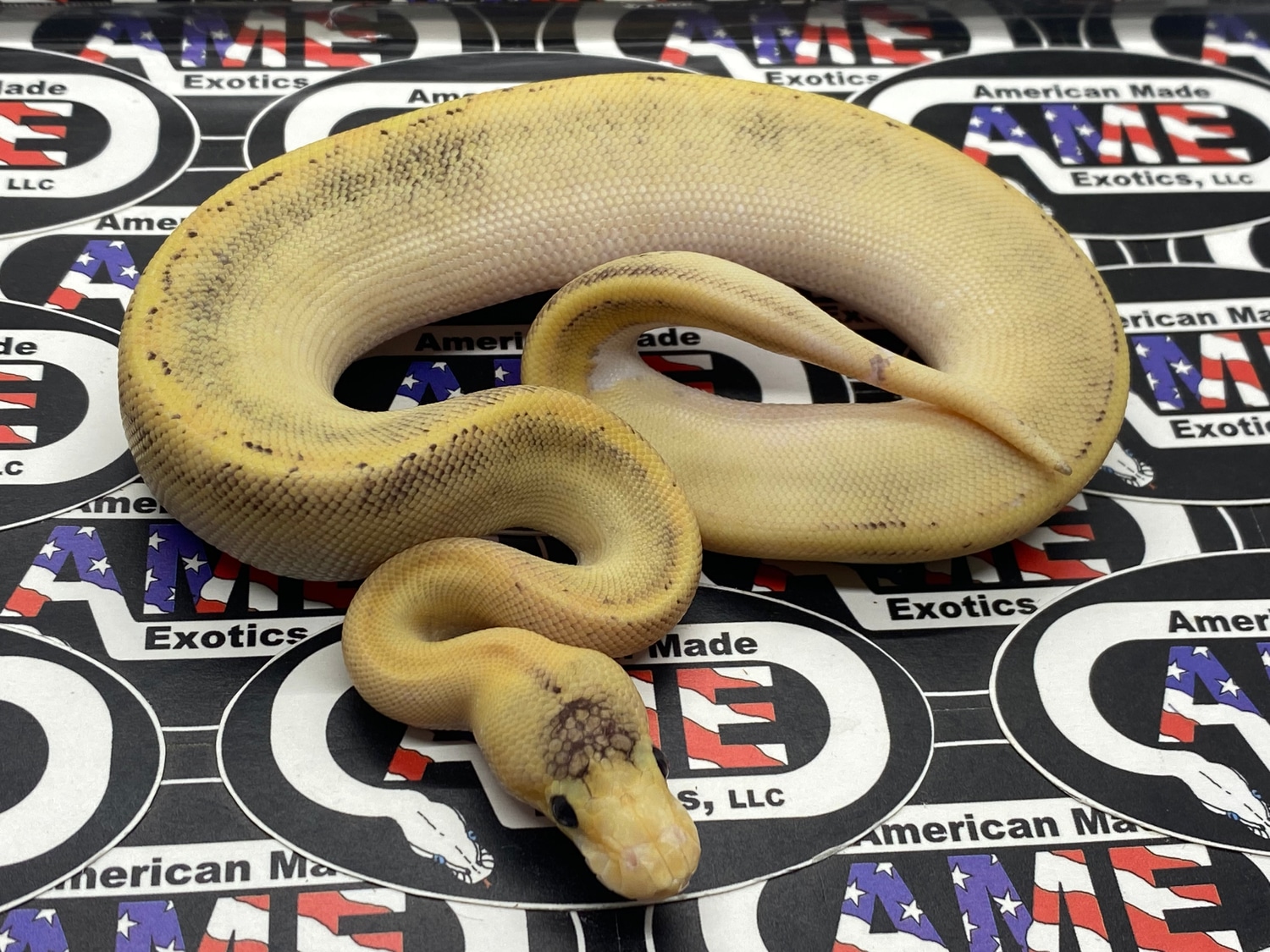 Champagne Fire 100% Het VPI Axanthic 100% Het Hypo Ball Python by American Made Exotics, LLC ...