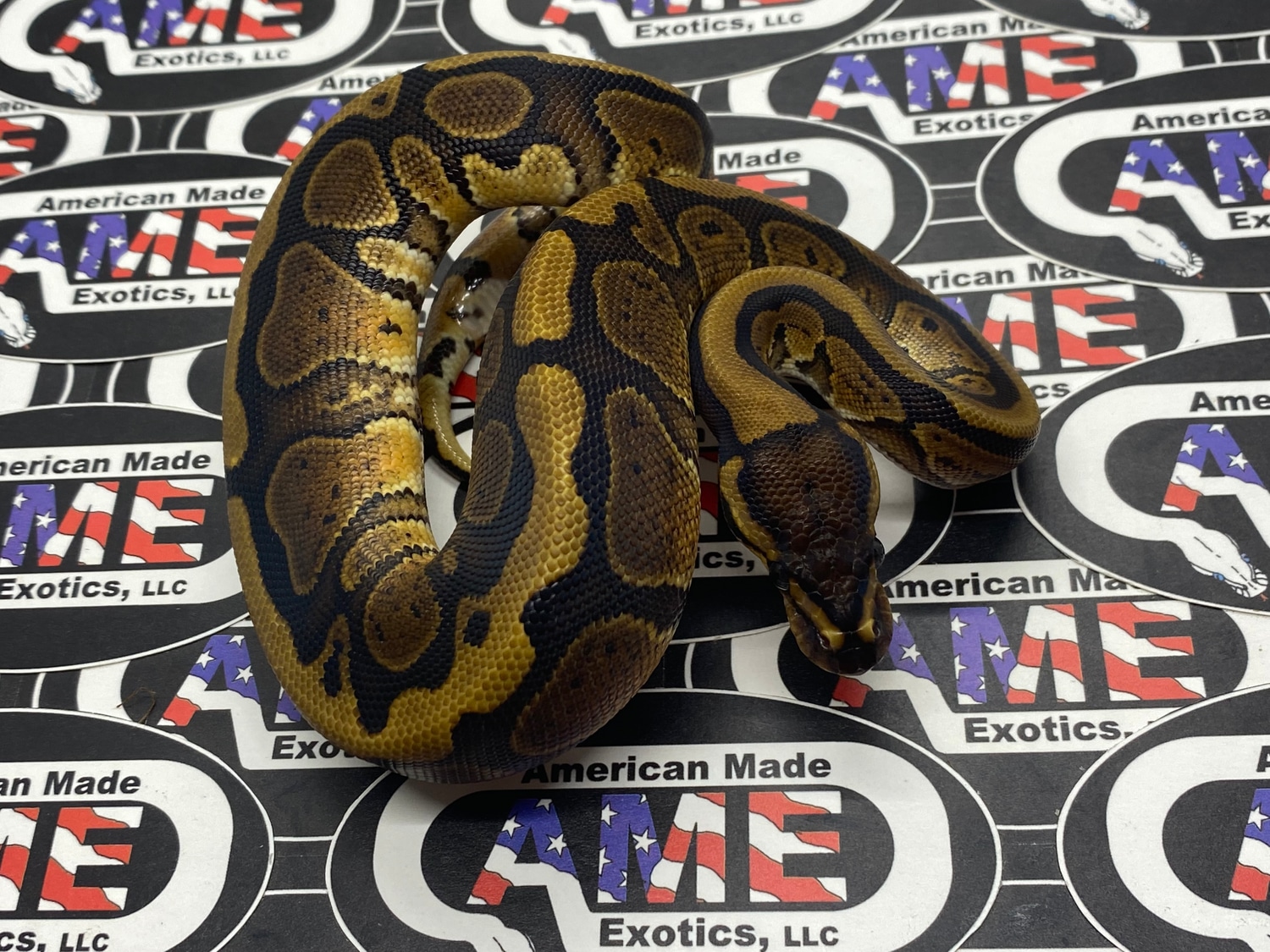 Redstripe 100% Het Clown Ball Python by American Made Exotics, LLC ...