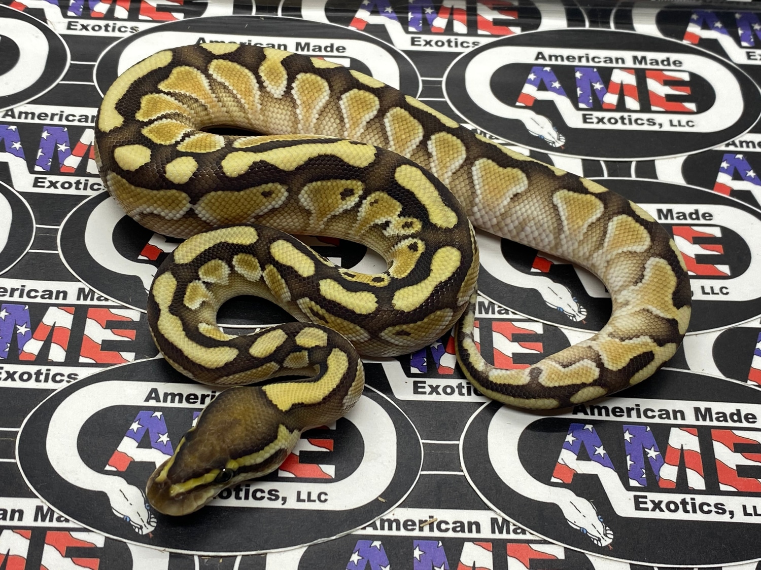 Butter 100% Het Clown 100% Het Lavender Albino 50% Pos Het Genetic ...
