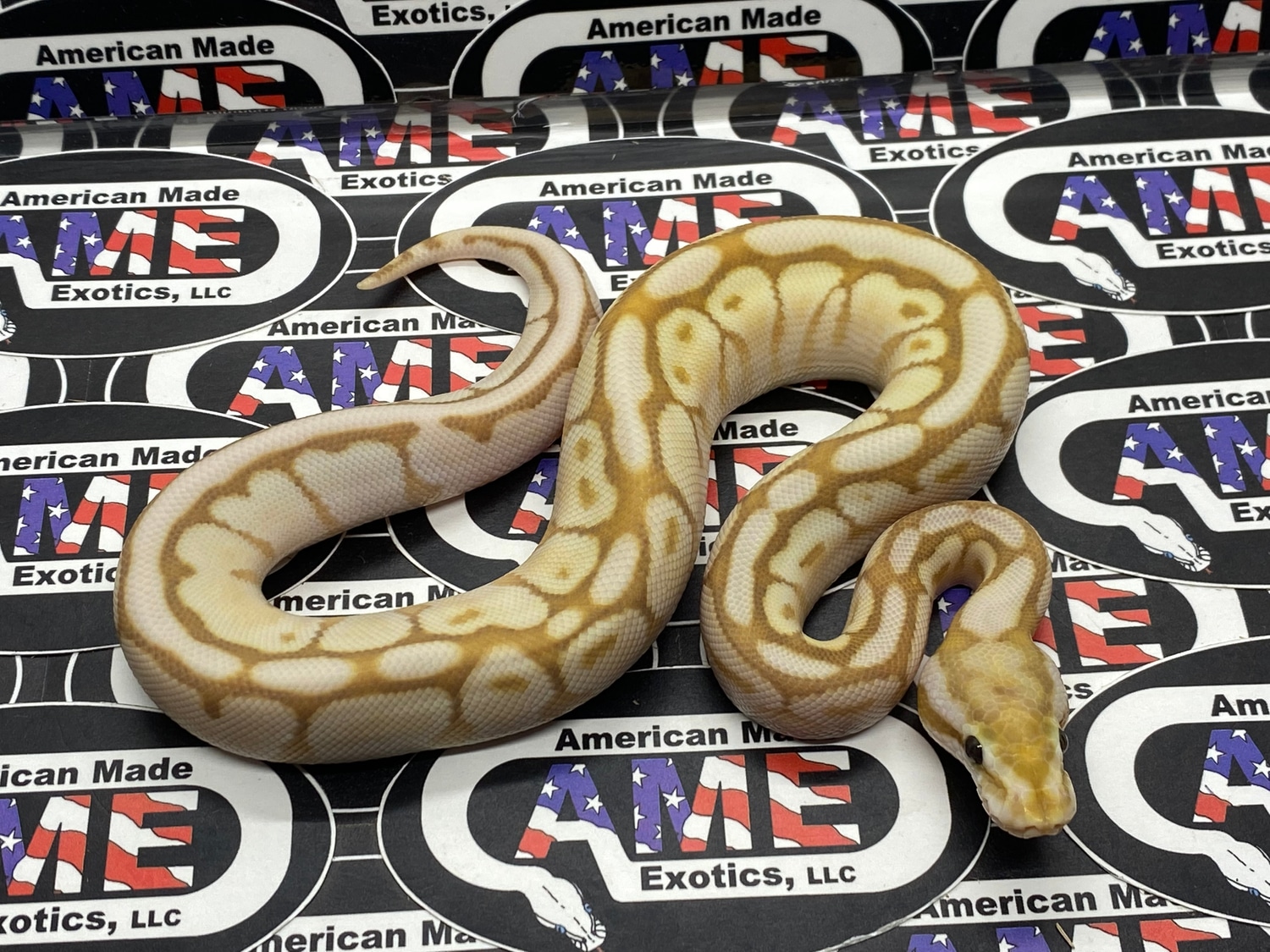 Banana Butter Spider 100% Het Clown 100% Het Genetic Stripe 50% Pos Hypo Ball Python by American ...