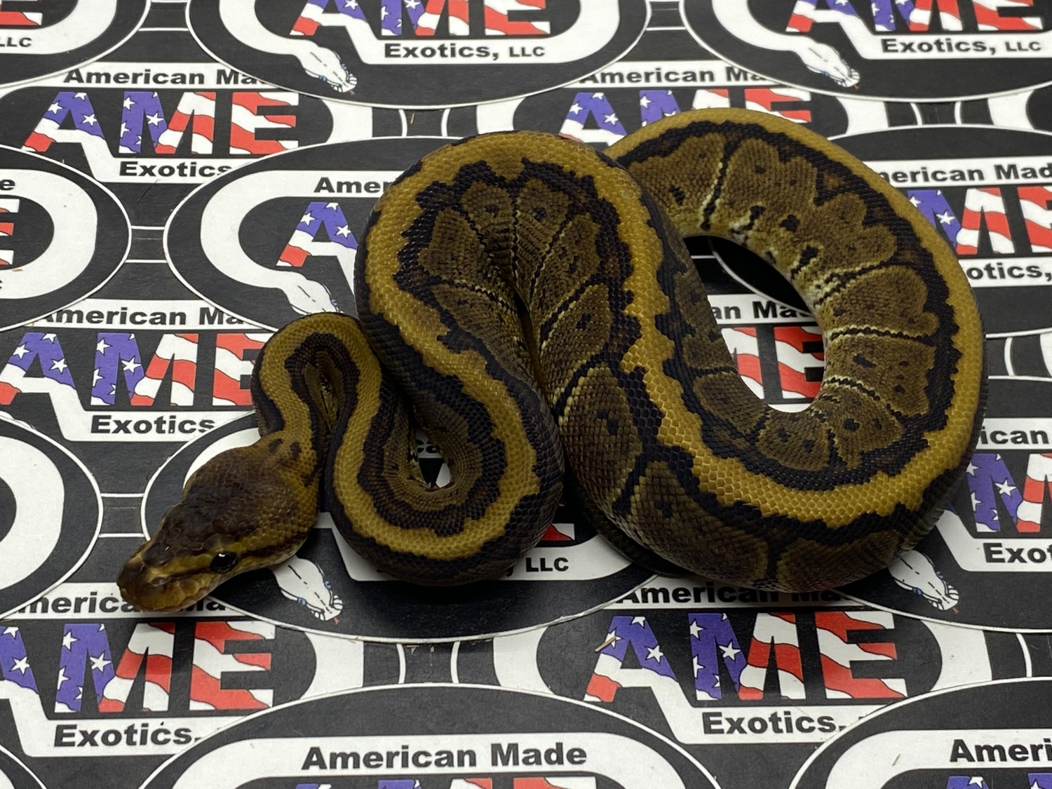 Chocolate Pinstripe 100% Het Desert Ghost 50% Pos Het Hypo Ball Python by American Made Exotics ...