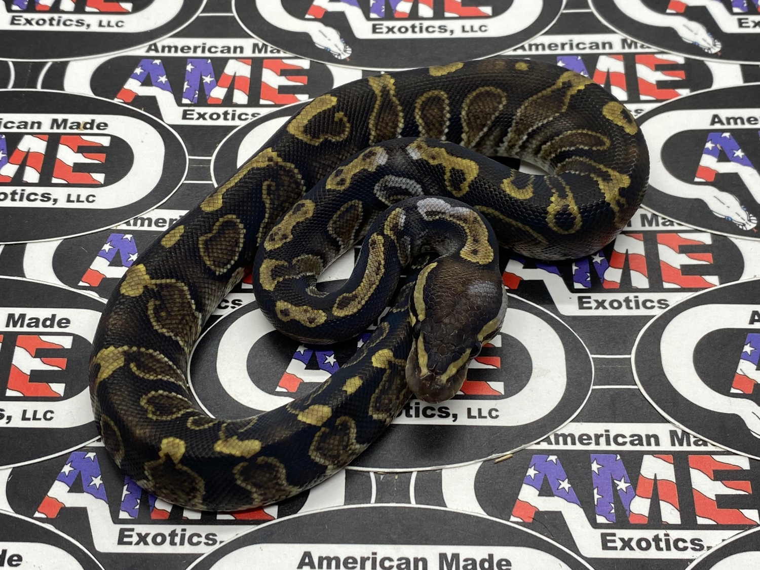 Ghi Chocolate 100% Het VPI Axanthic 100% Het Hypo Paradox Spots Ball ...