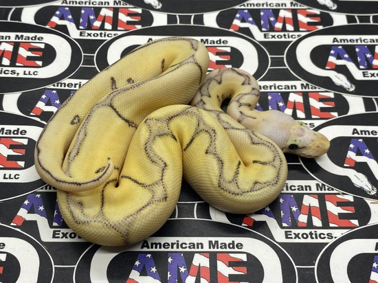 Clown Killerbee 100% Het VPI Axanthic Ball Python by American Made Exotics, LLC