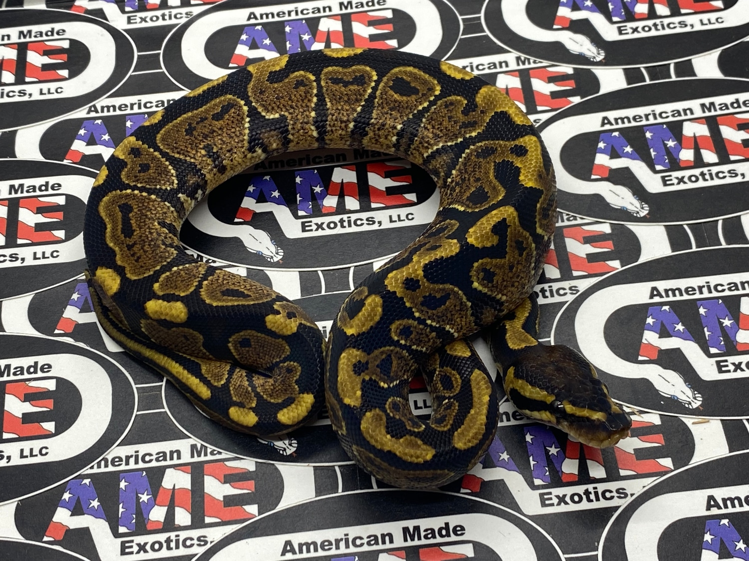 Yellowbelly 100% Het Paint Ball Python by American Made Exotics, LLC ...