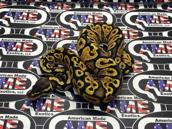 Pastel Yellowbelly 100% Het Paint Ball Python by American Made Exotics, LLC