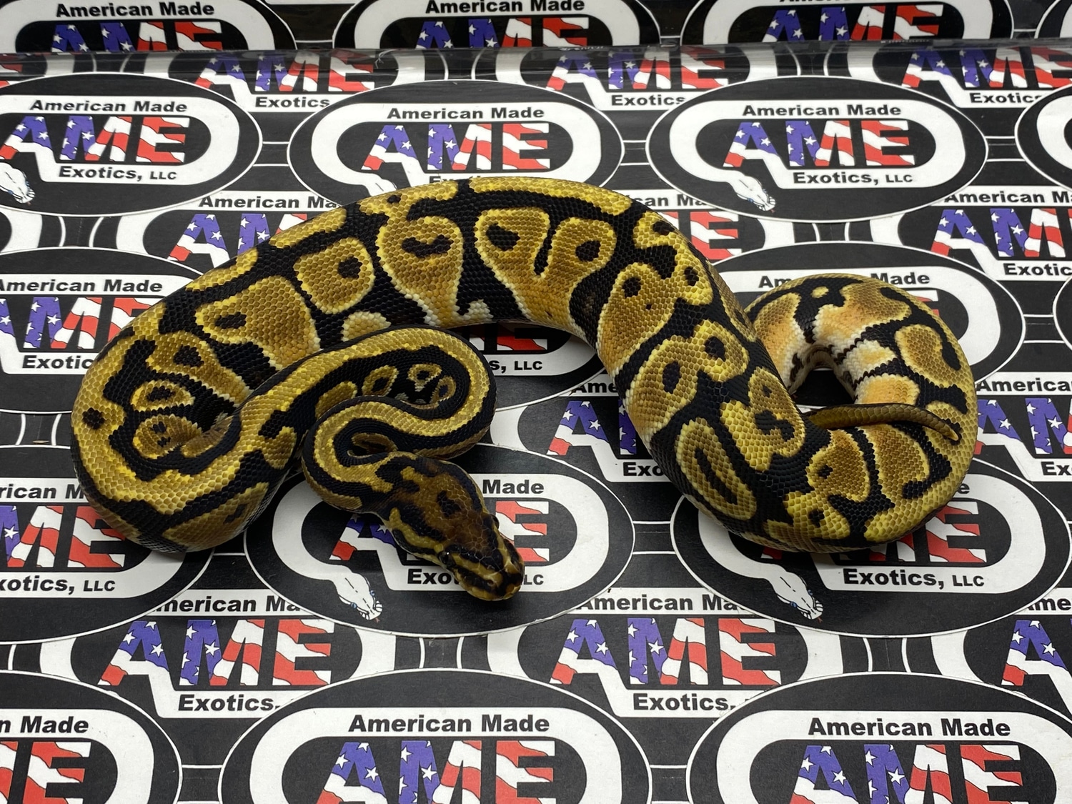 Orange Dream Spotnose 100% Het Puzzle Ball Python by American Made ...
