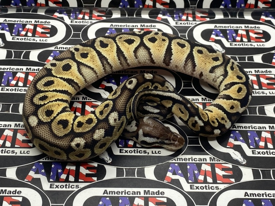 Het Red Axanthic Pastel 100% Het Clown 100% Het Lavender Albino Ball Python by American Made ...