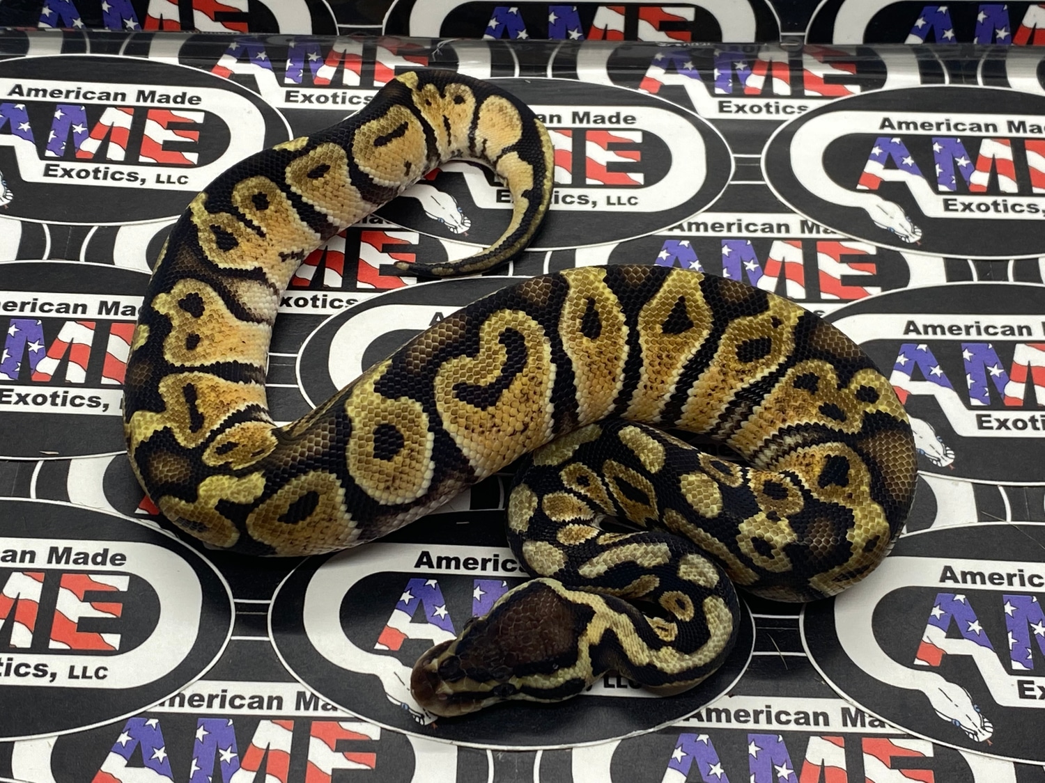 Pastel 100% Het Paint Ball Python by American Made Exotics, LLC ...