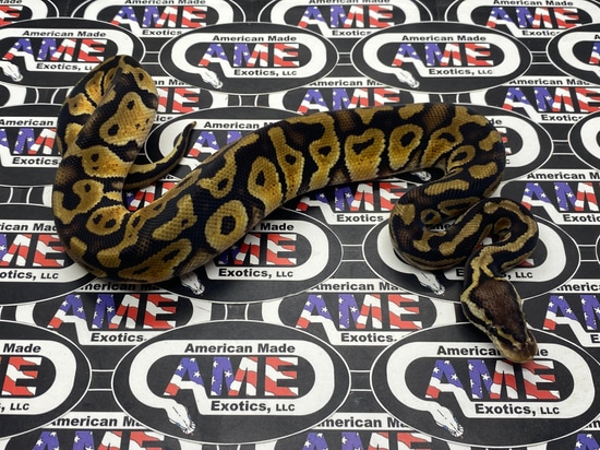 Pastel 100% Het Desert Ghost 100% Het Cryptic Ball Python by American ...