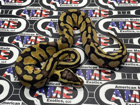 Pastel Enchi 100% Het Desert Ghost 100% Het Cryptic Ball Python by ...