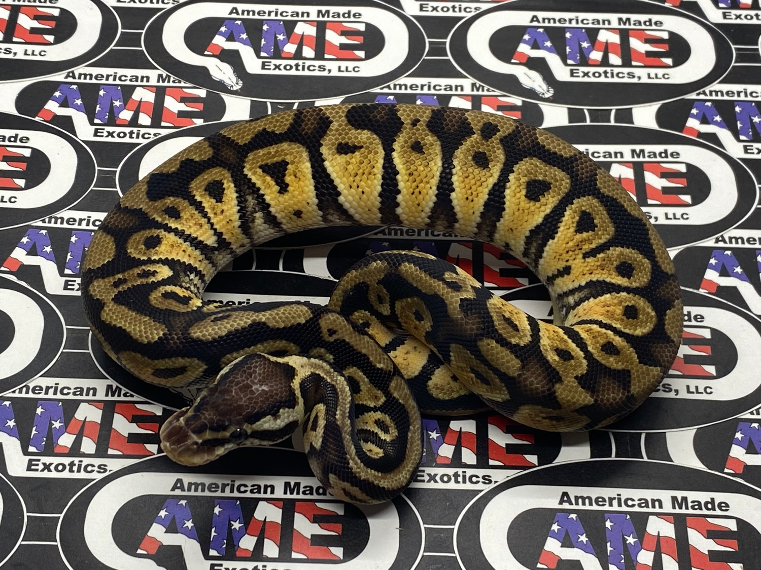 Pastel 100% Het Desert Ghost 100% Het Cryptic Ball Python by American ...