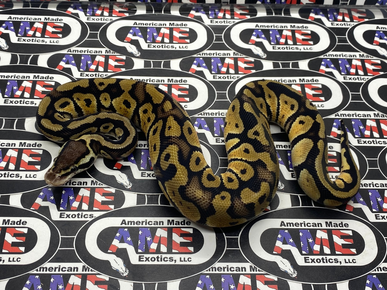 Pastel 100% Het Desert Ghost 100% Het Cryptic Ball Python by American ...