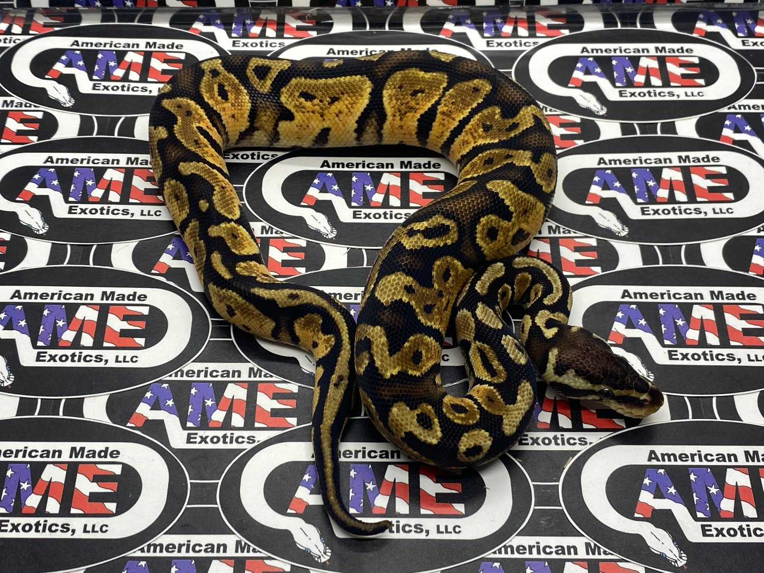 Pastel 100% Het Candy 100% Het Pied Ball Python by American Made ...