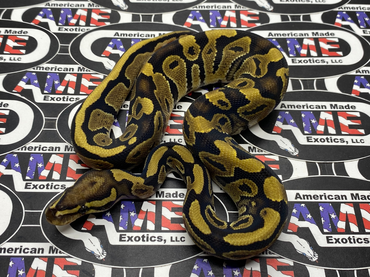 Vanilla 100% Hypo 100% Het Pied 100% Het VPI Axanthic Ball Python by ...