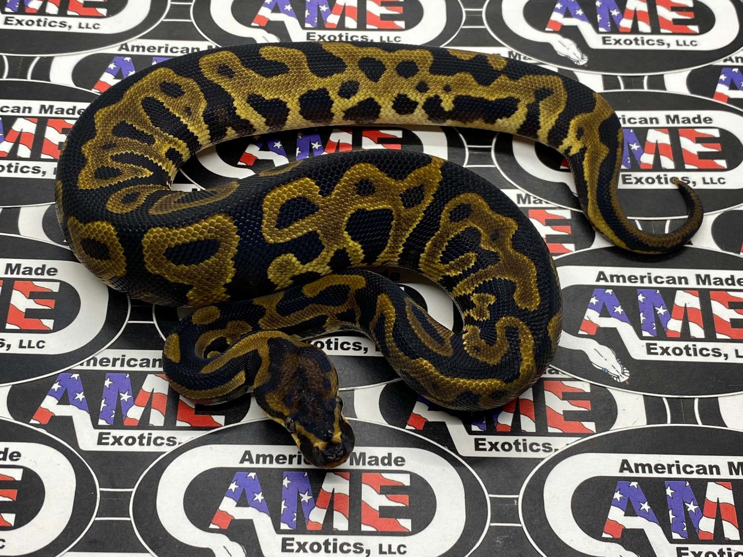 Leopard 100% Het Clown 100% Het Pied (Possible Yellowbelly) Ball Python ...