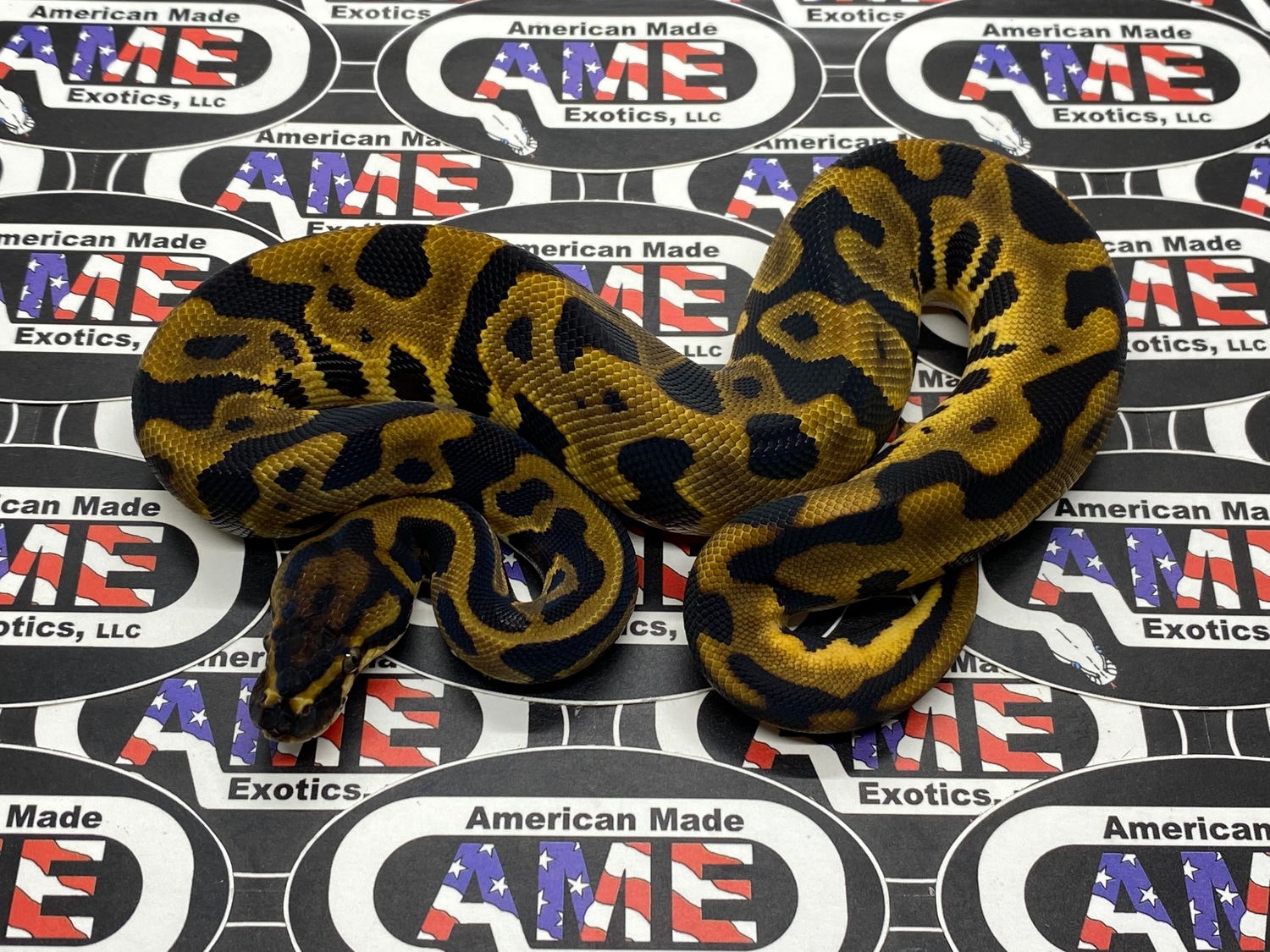 Leopard 100% Het Clown 100% Het Pied (Possible Orange Dream Or ...