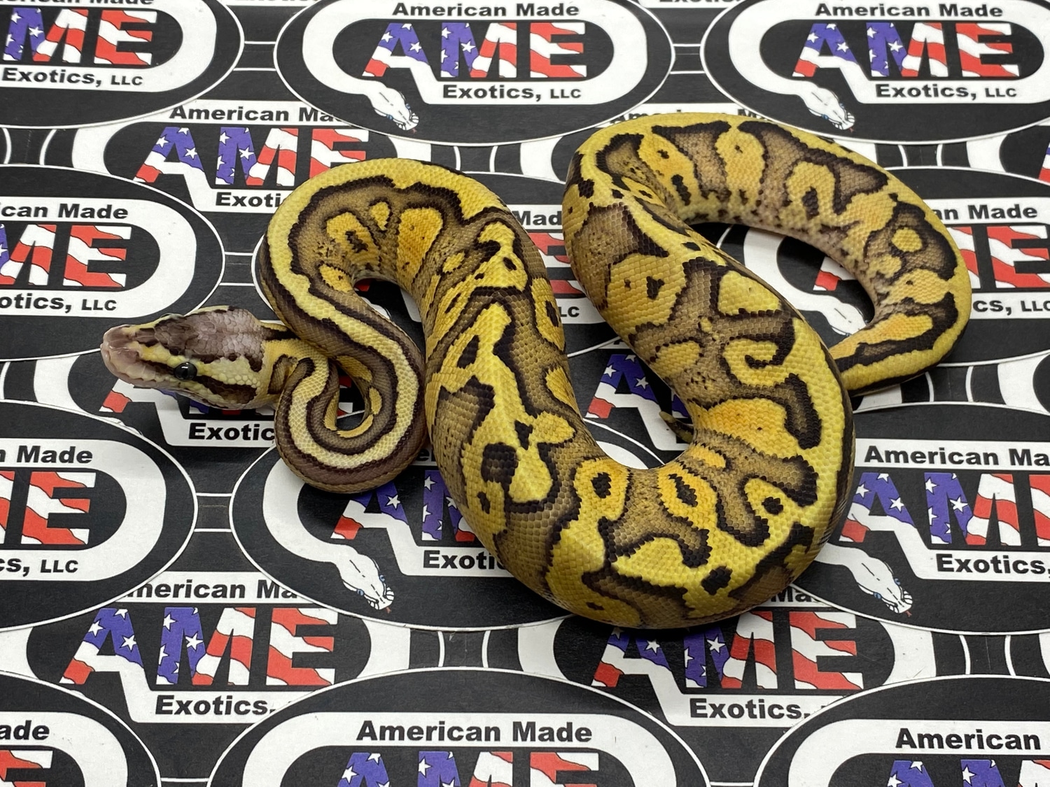 Redstripe Firefly 100% Het Clown Ball Python by American Made Exotics ...