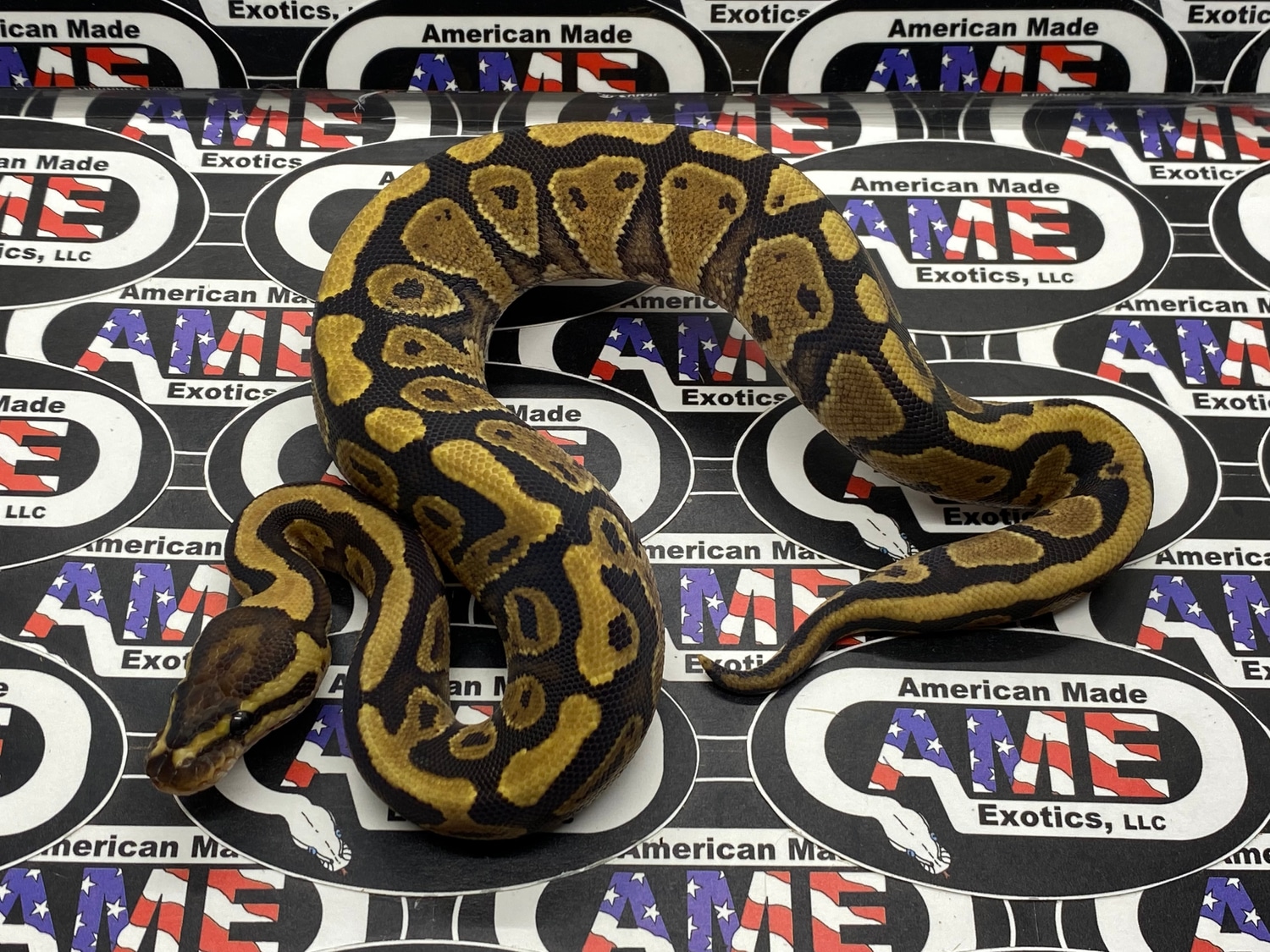 Fire 100% Het Clown Ball Python by American Made Exotics, LLC - MorphMarket