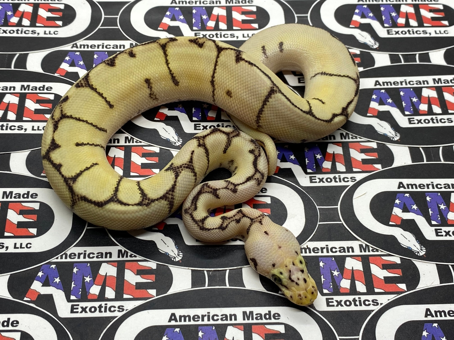 Bumblebee Enchi 100% Het Clown 100% Het Hypo Ball Python by American ...