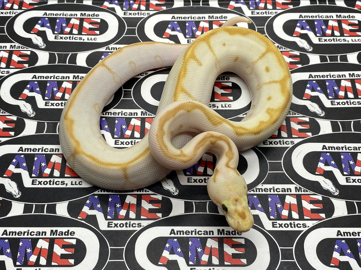 Clown Banana Butter Spider 66% Pos Het Genetic Stripe Ball Python by American Made Exotics, LLC ...