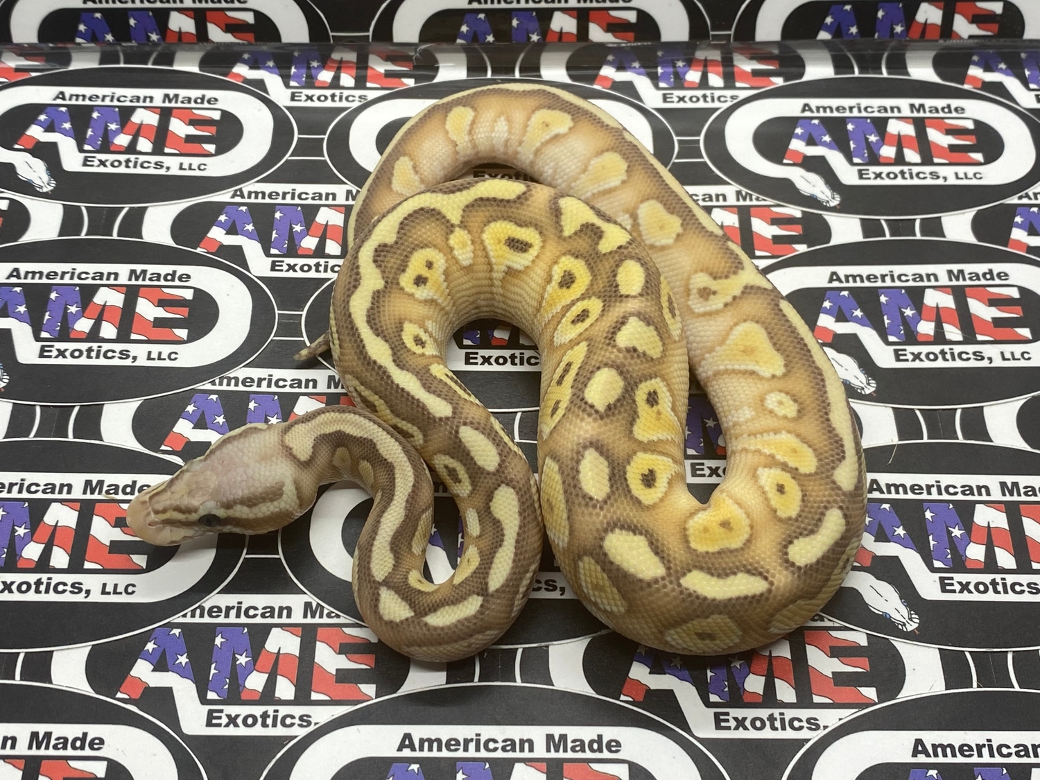 Banana Butter Pastel 66% Pos Het Clown 66% Pos Het Genetic Stripe Ball ...