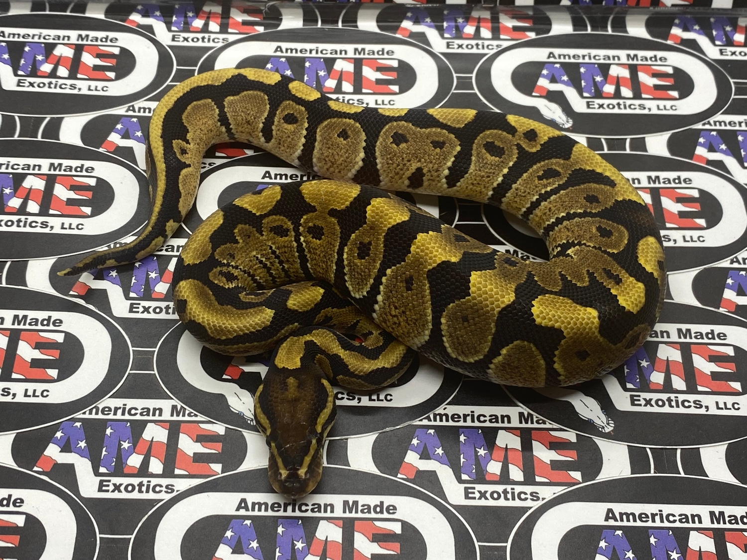 Vanilla 100% Het Desert Ghost 50% Pos Het Hypo Ball Python by American ...