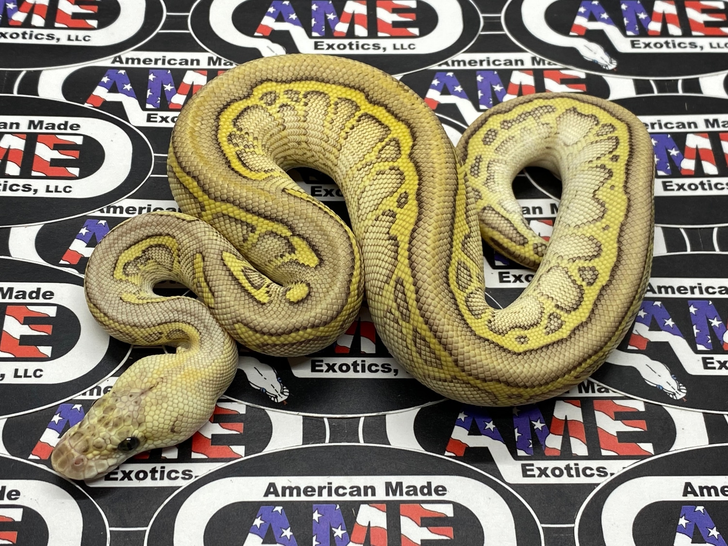 Clown Hurricane Leopard Pastel Ball Python by American Made Exotics ...