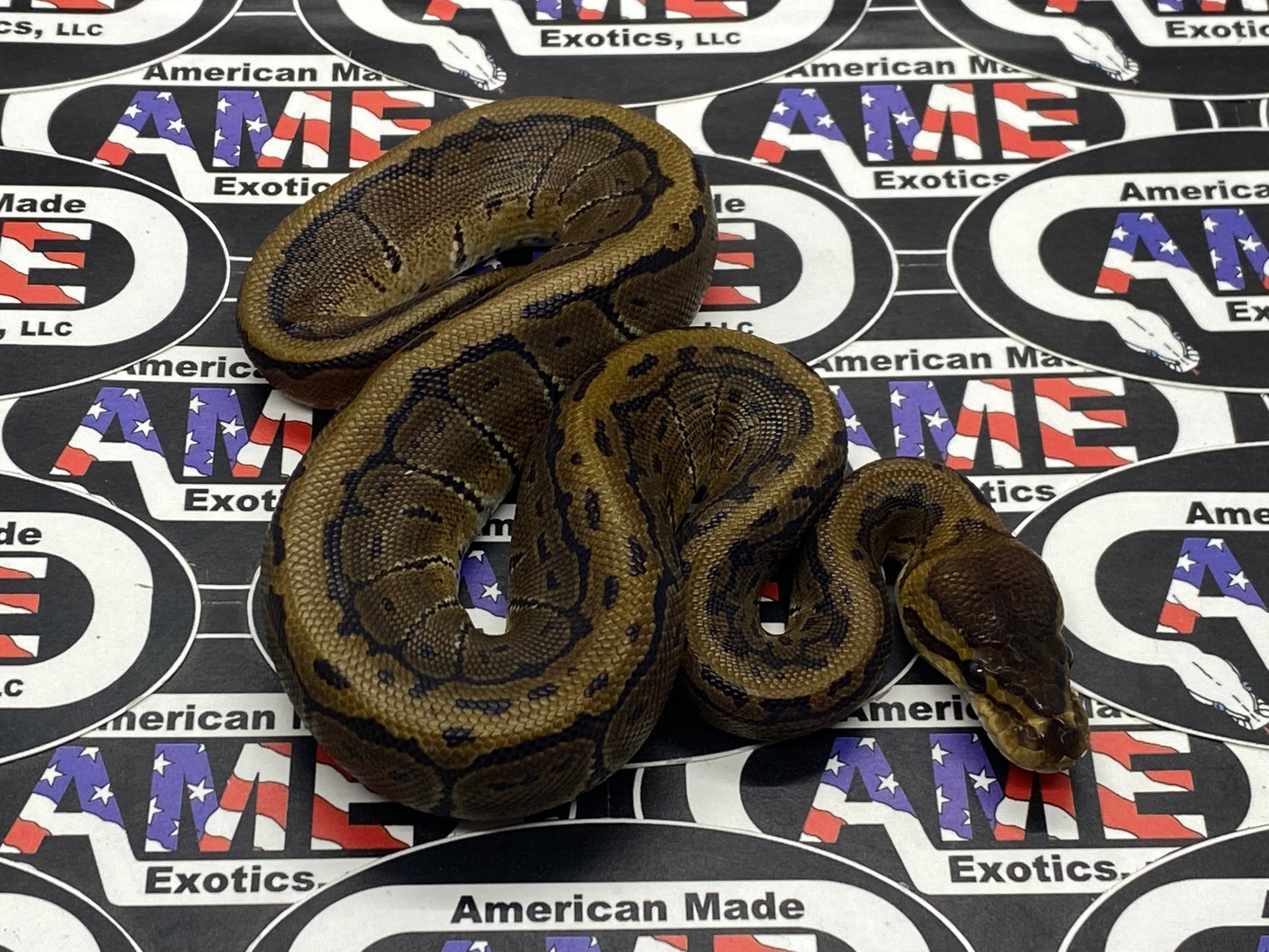 Pinstripe 100% Het Sunset (Possible Redstripe) Ball Python by American Made Exotics, LLC ...