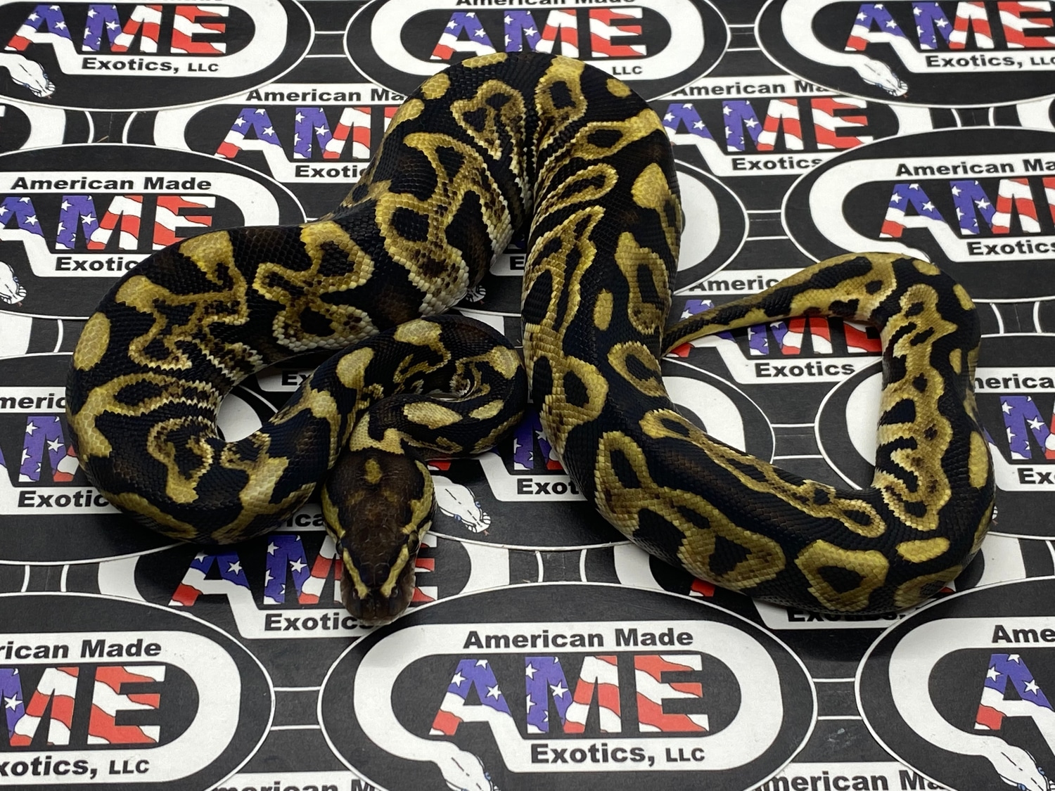 Ghi Leopard 100% Het Clown (Possible Spotnose) Ball Python by American ...