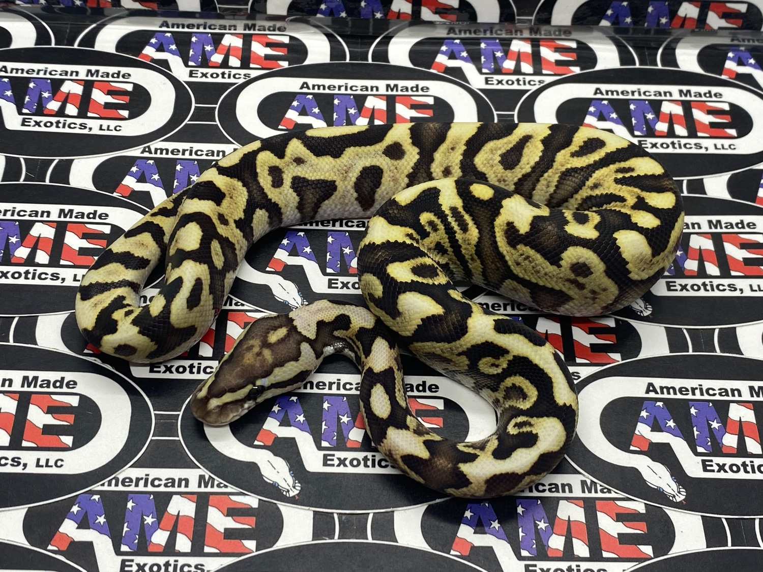 Ghi Fire Spotnose 100% Het Clown (Possible Leopard) Ball Python by ...