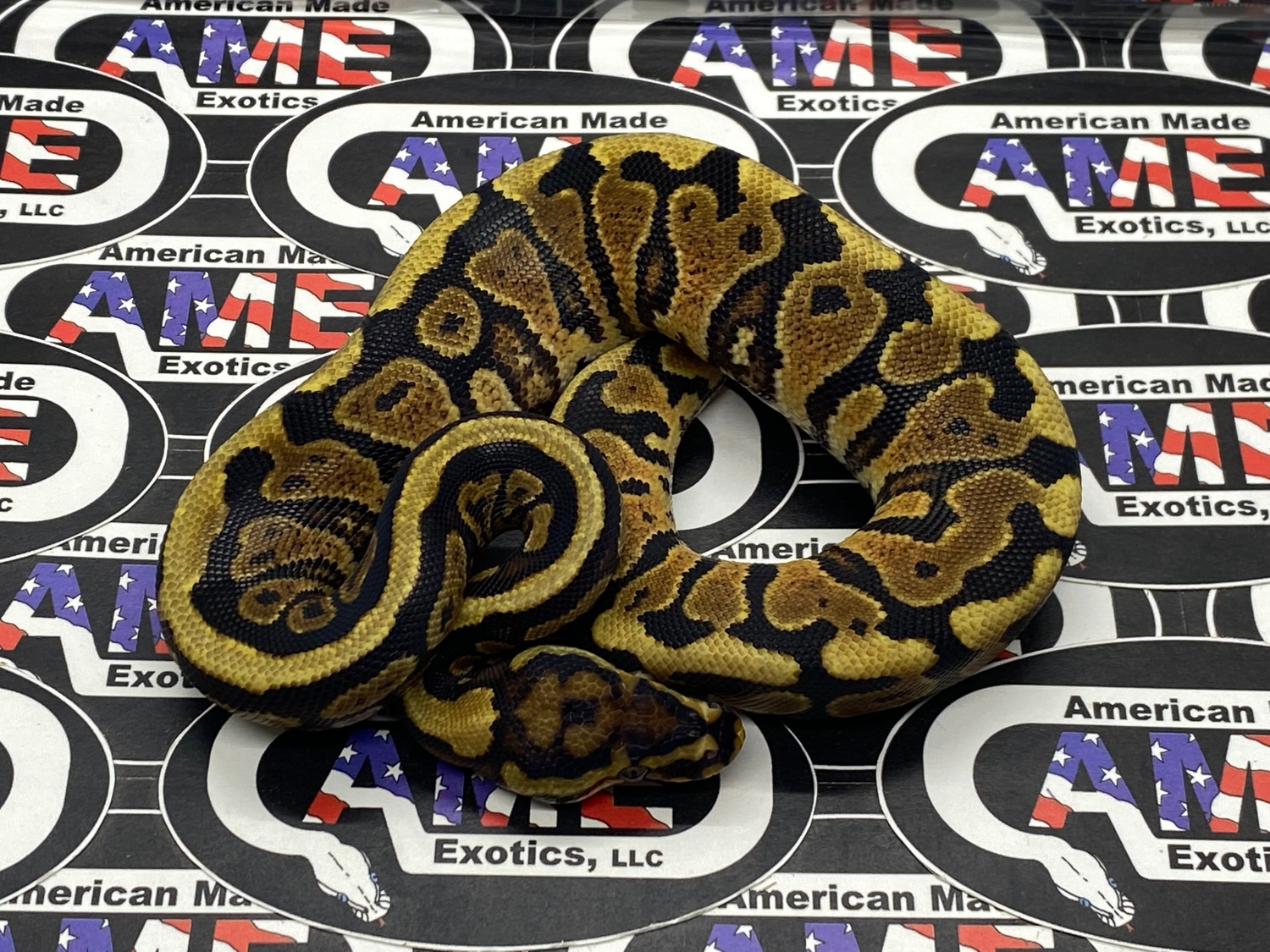 Spotnose Yellowbelly 100% Het Clown Ball Python by American Made ...