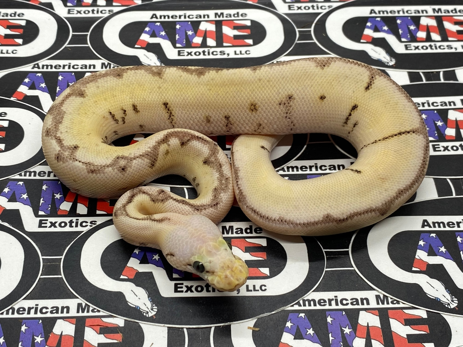 Clown Bumblebee 100% Het Desert Ghost Ball Python by American Made ...