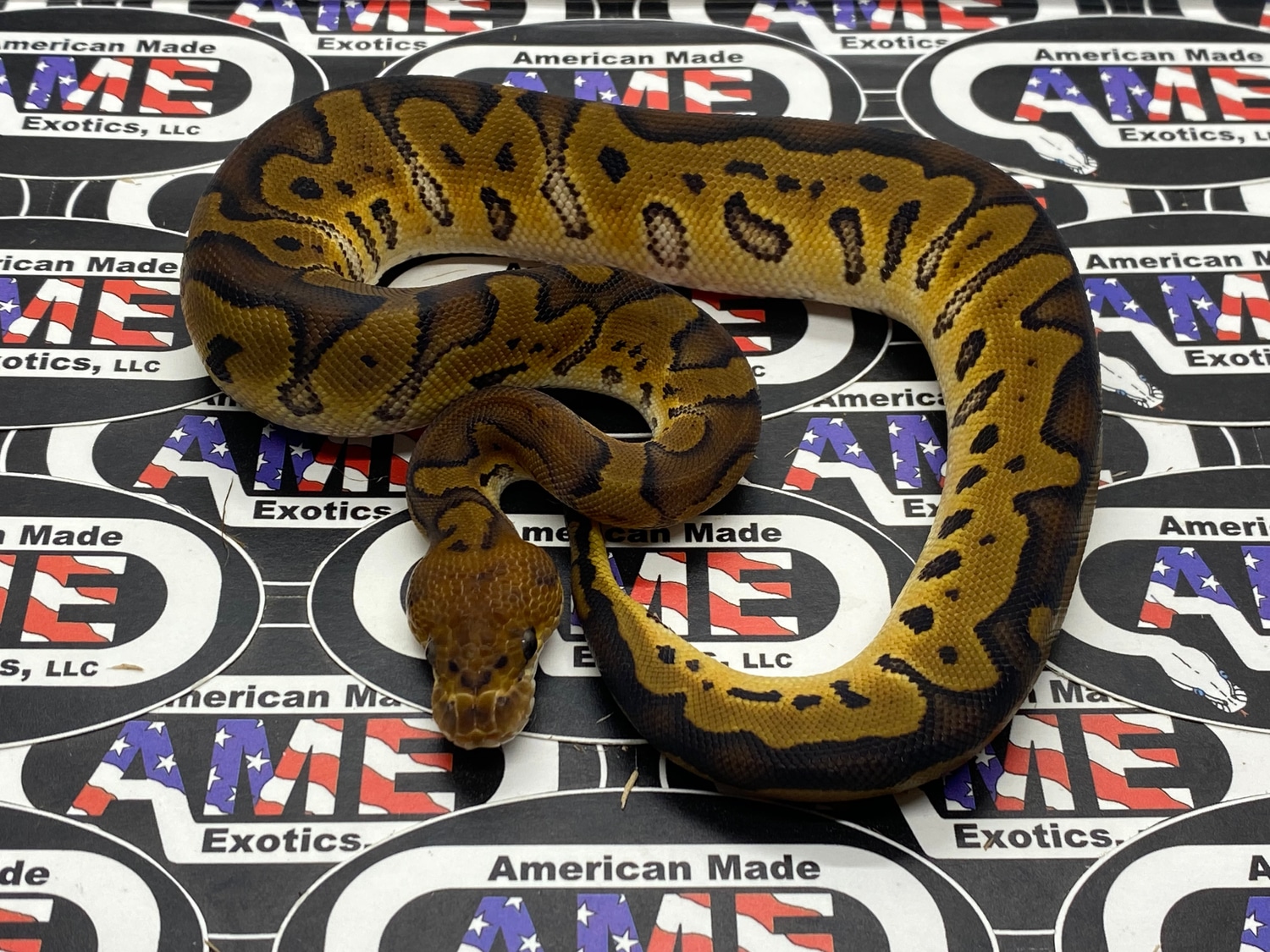 Clown Black Pastel Ball Python by American Made Exotics, LLC - MorphMarket