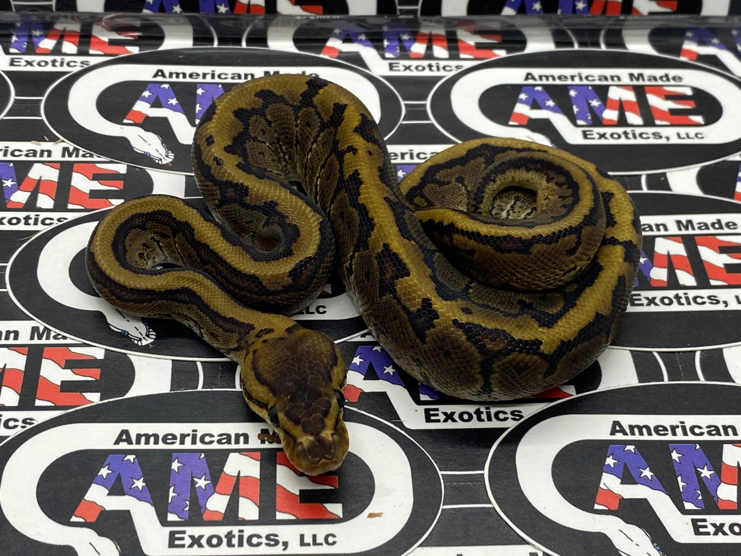 Chocolate Pinstripe 100% Het Desert Ghost 50% Pos Het Hypo Ball Python ...