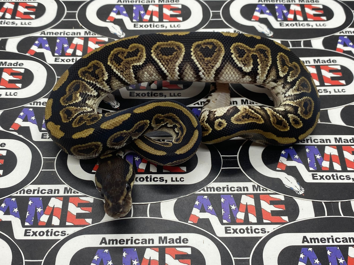 Black Pastel 100% Het VPI Axanthic 100% Het Hypo Ball Python by ...
