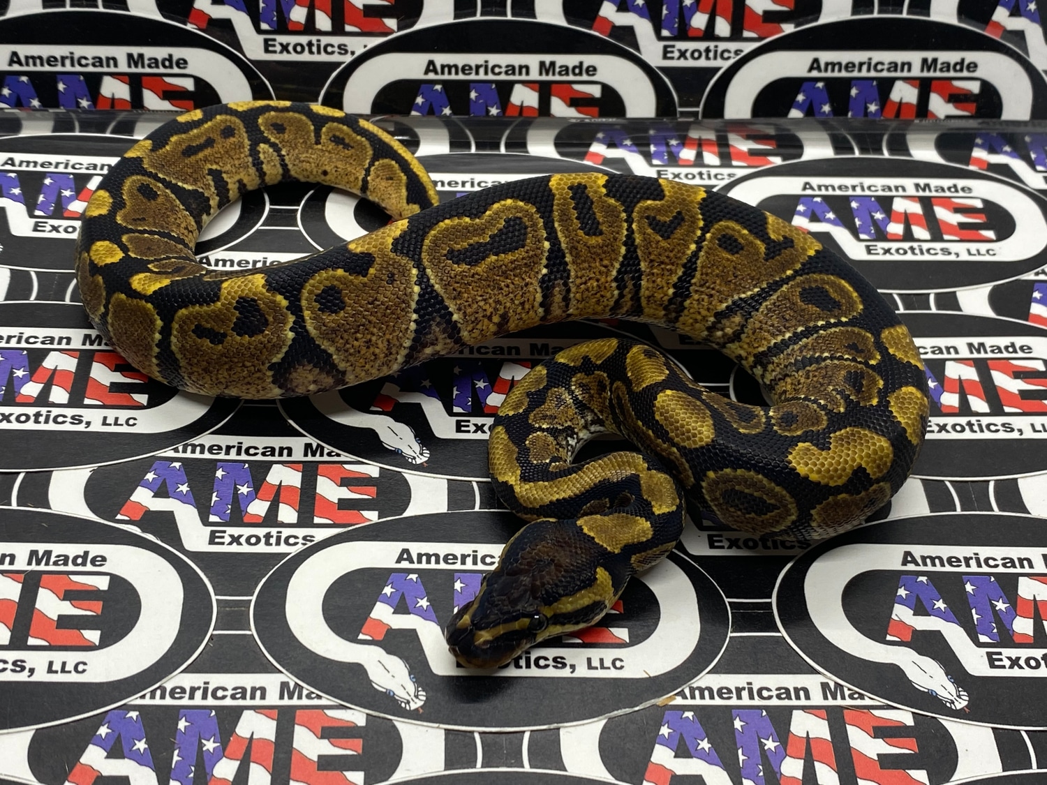 Yellowbelly 100% Het Paint Ball Python by American Made Exotics, LLC ...