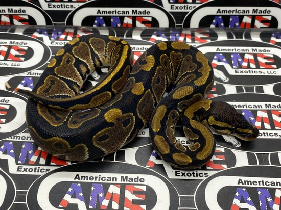 100% Het Paint Ball Python by American Made Exotics, LLC