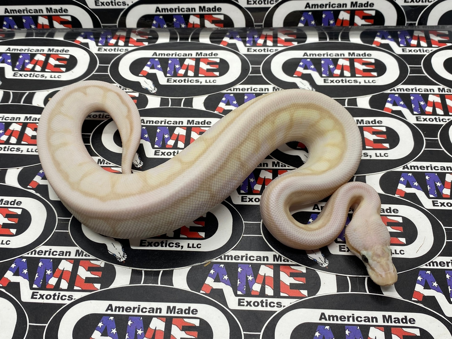 Genetic Stripe Banana Butter Spider Pastel 66% Pos Het Clown Ball ...