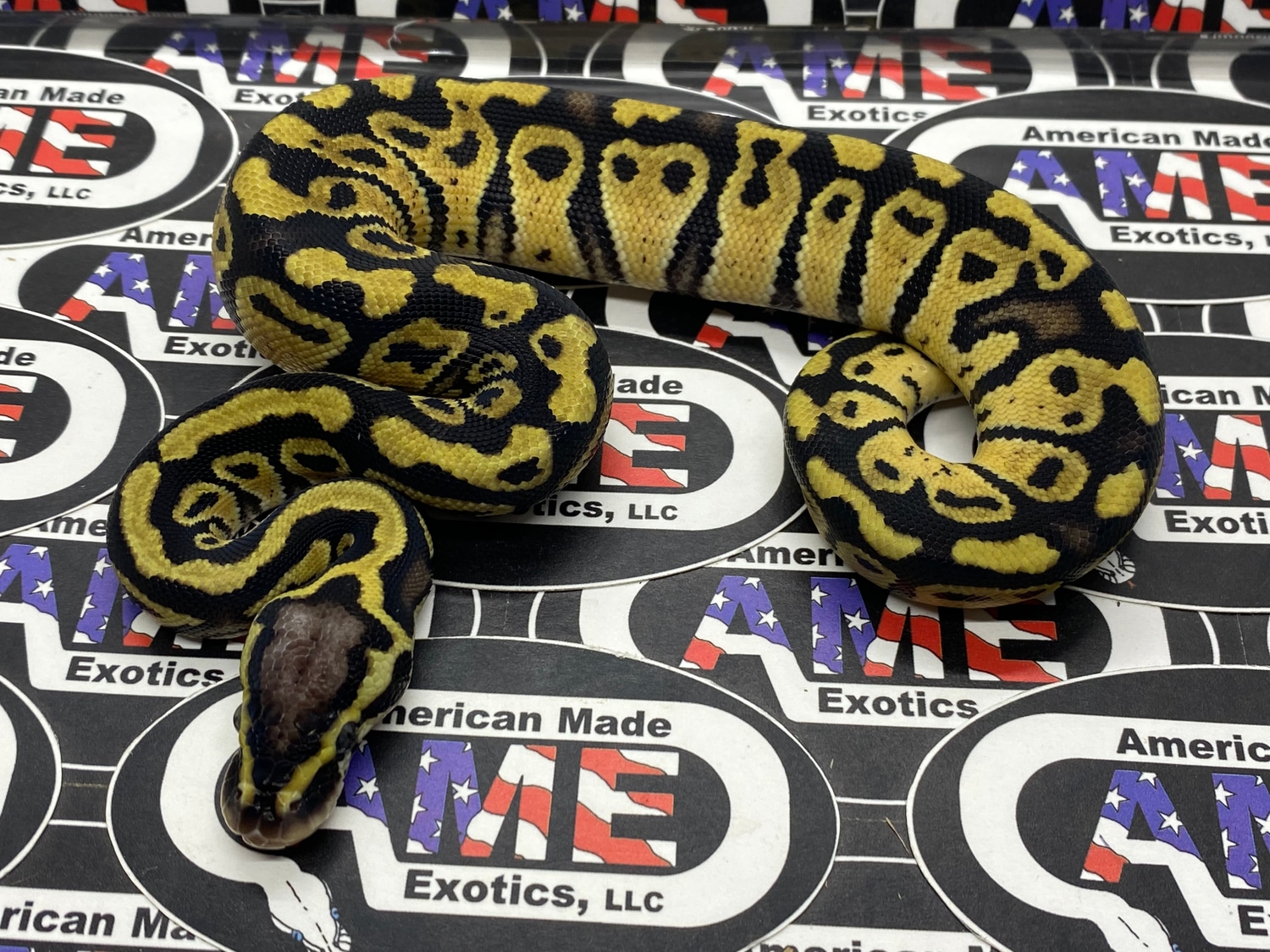 Pastel 100% Het Clown 100% Het VPI Axanthic Ball Python by American ...