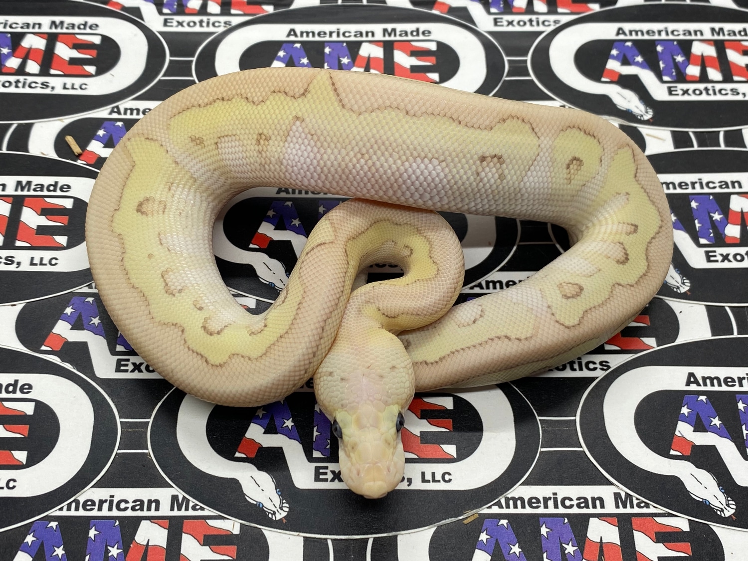 Clown Banana Butter Pastel 66% Pos Het Genetic Stripe Ball Python by ...