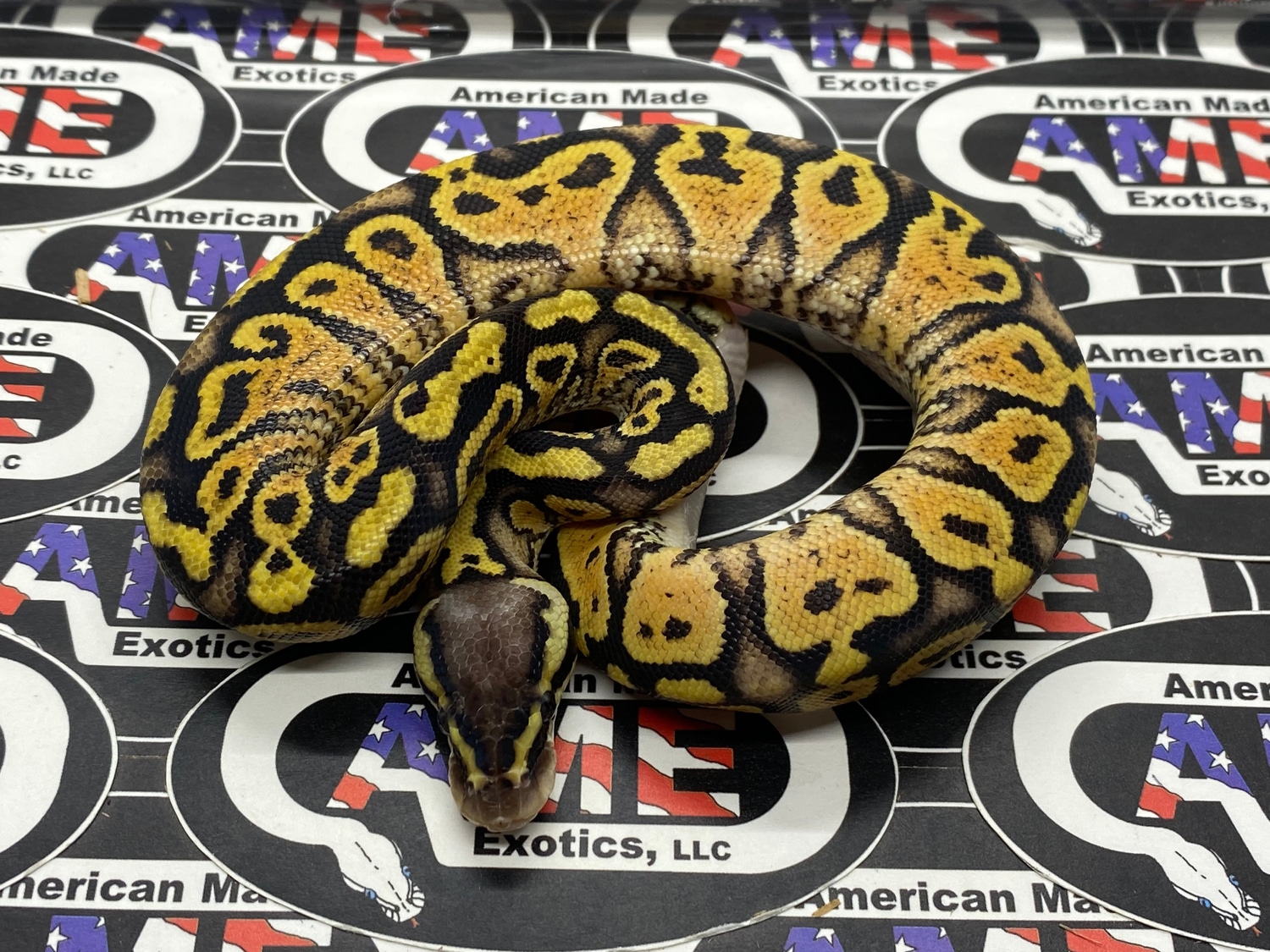 Pastel Yellowbelly 100% Het Paint Ball Python by American Made Exotics ...