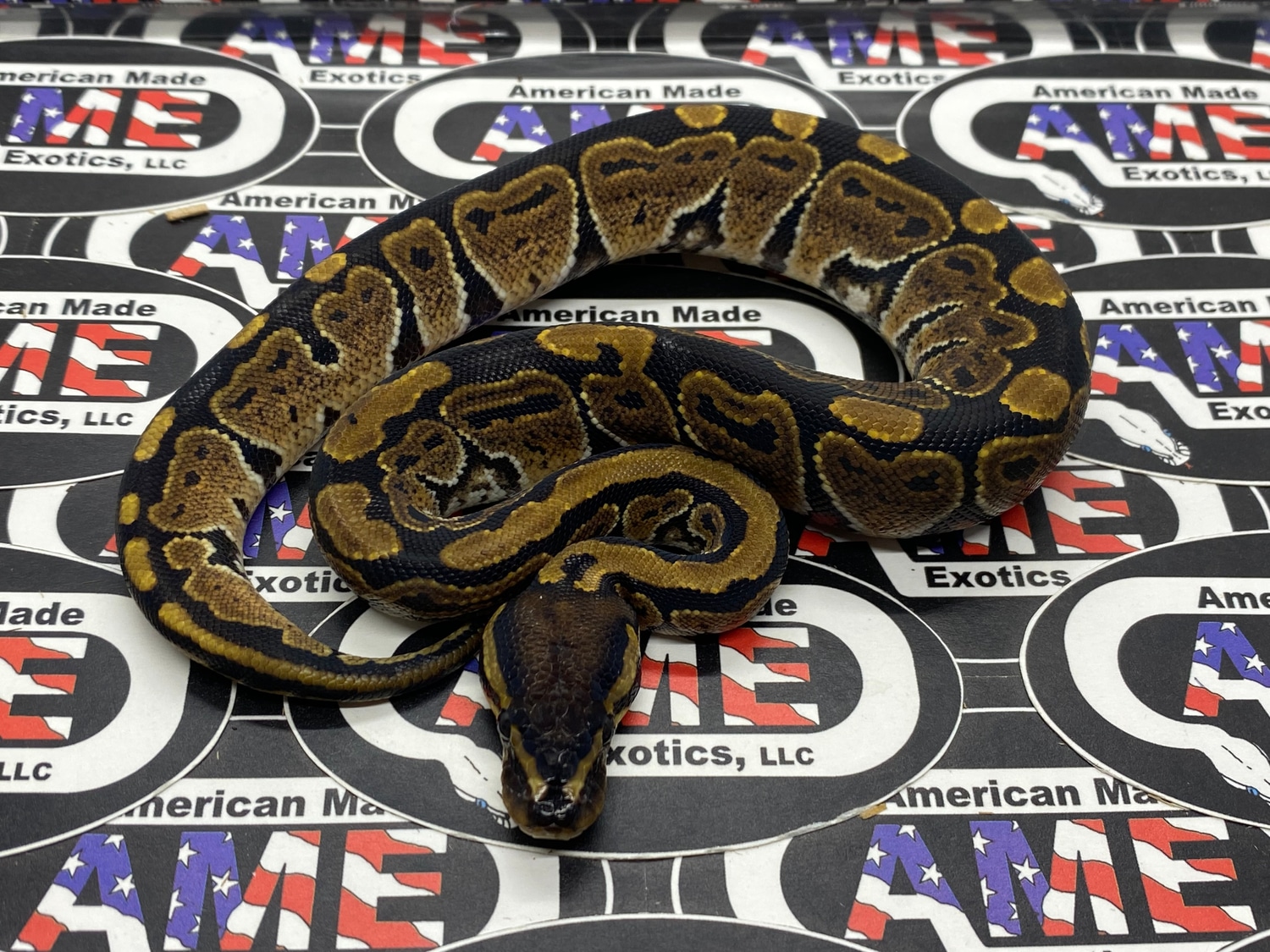 100% Het Paint Ball Python by American Made Exotics, LLC - MorphMarket