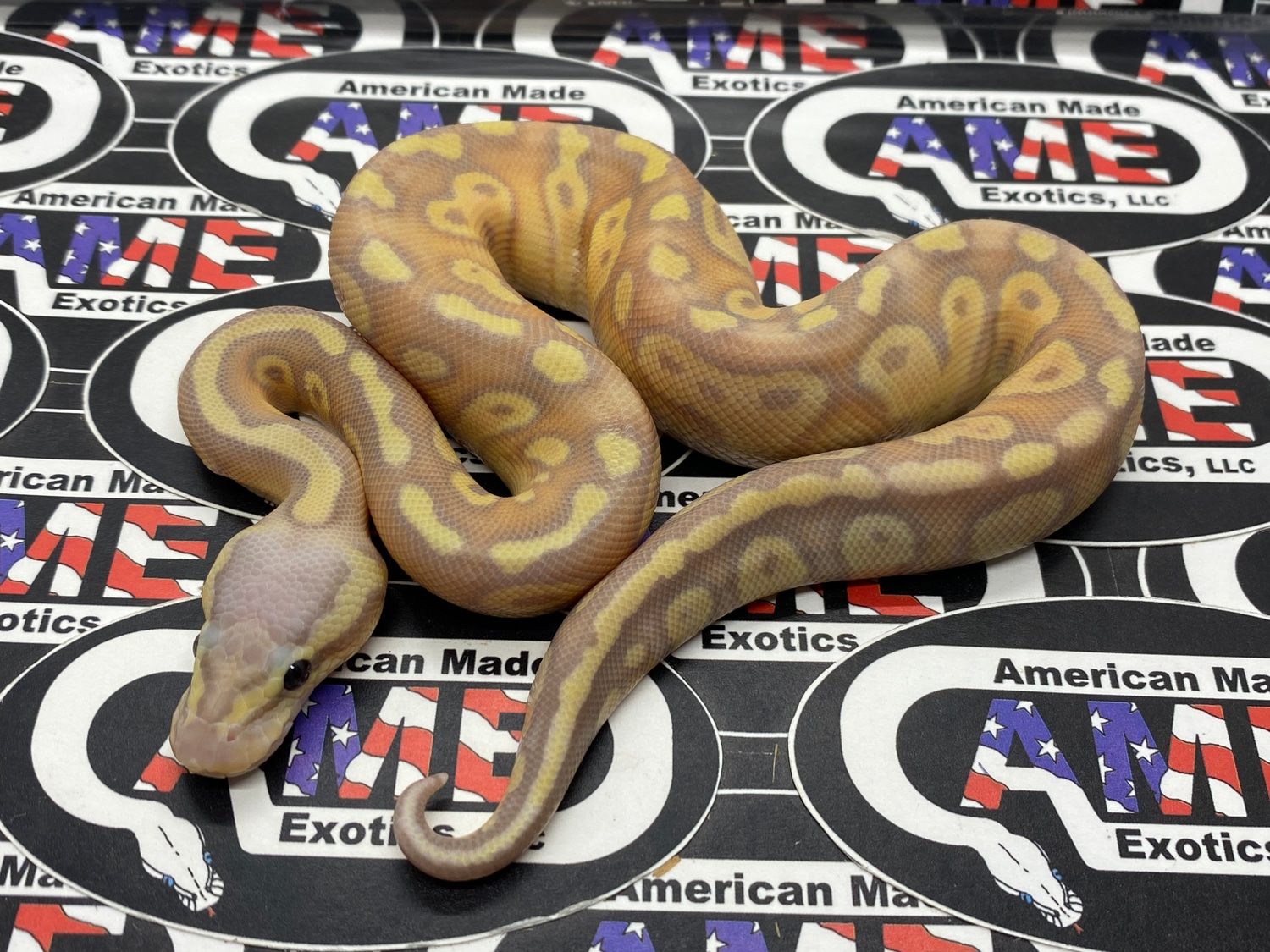 Banana Mojave Pastel (Pos Super Pastel Possible Chocolate) 66% Pos Het ...