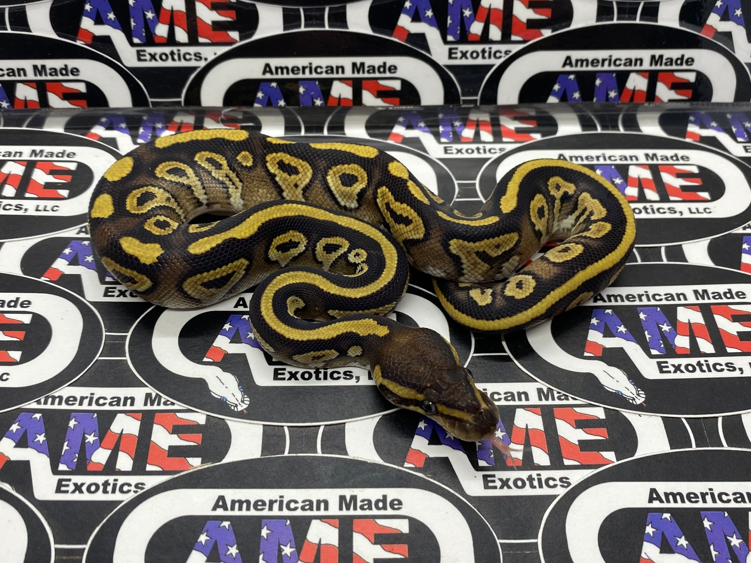 Mojave 100% Het Pied 100% Het Lavender Albino Ball Python by American ...