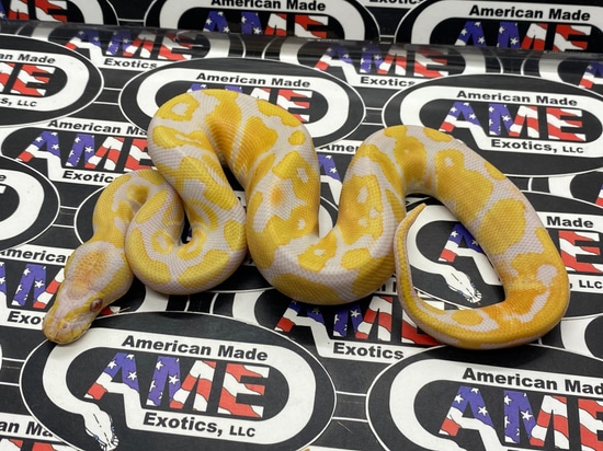 Candy 100% Het Pied Ball Python by American Made Exotics, LLC