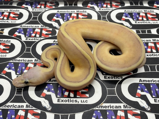 Genetic Stripe Banana Pastel (Or Super Pastel) Mojave OR Butter (Not ...