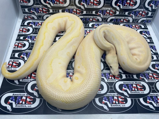 M Clown Banana Lesser Pastel 100% Het Hypo Ball Python by American Made ...